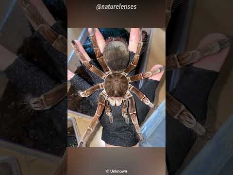 Goliath Birdeater | The Bird Eating Spider