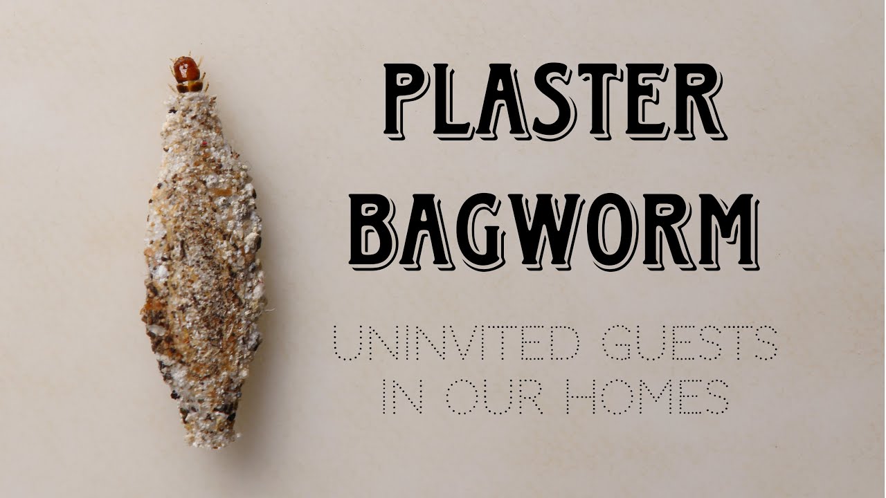 Plaster Bagworm