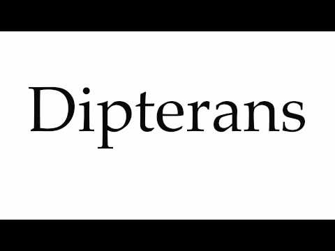How to Pronounce Dipterans