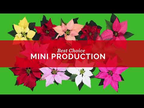 Poinsettia Best Choice 2021 - Mini Production ENG