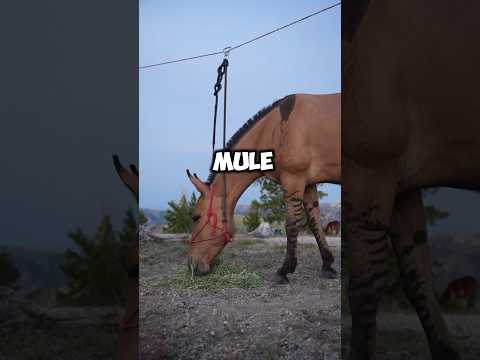 What is a mule? #horse #donkey #mule #nature #horses