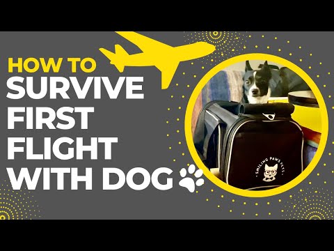 How To fly with DOG in The Cabin for FIRST TIME (DELTA AIRLINE) | TIPS from my experience