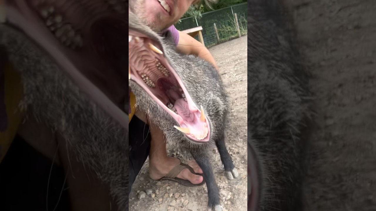 Javelina teeth are crazy!