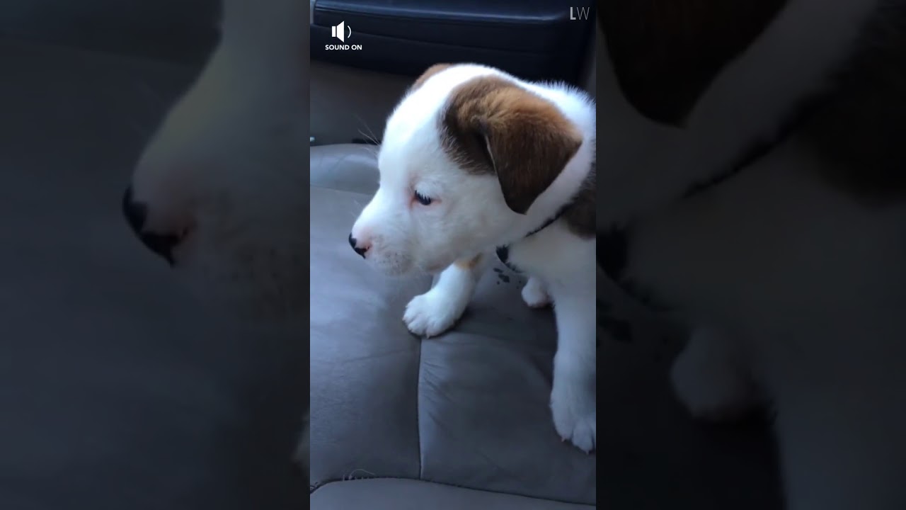 Cute puppy tries to bark away hiccups!