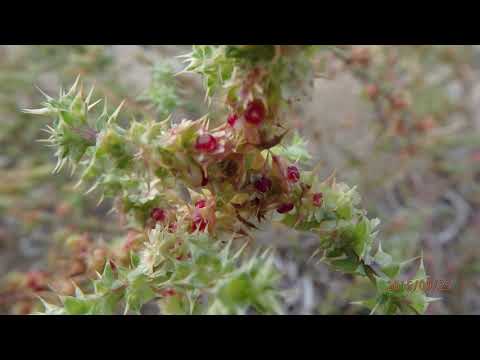 Salsola tragus Greece by Theo Fotiadis