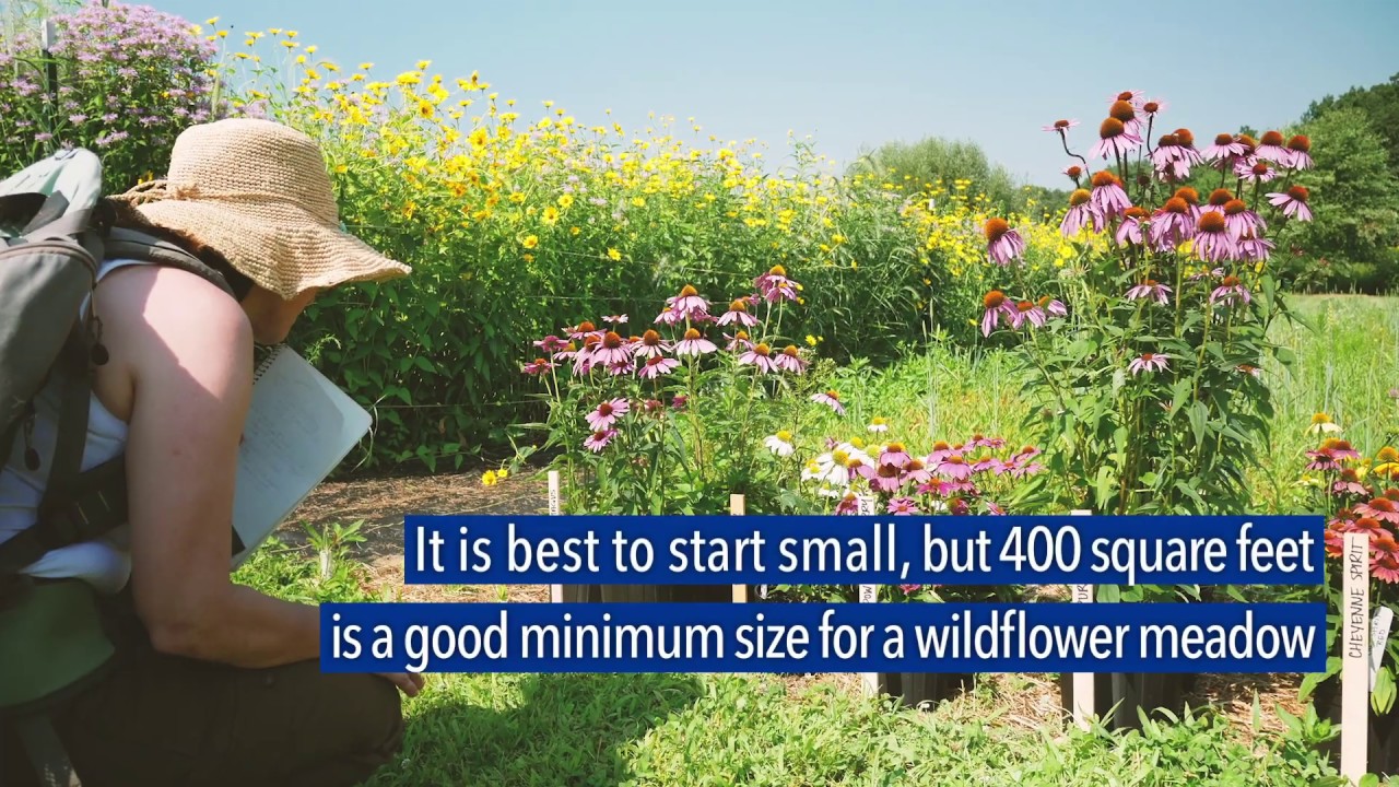 Connecting the Dots for Pollinator Conservation | Event Recap