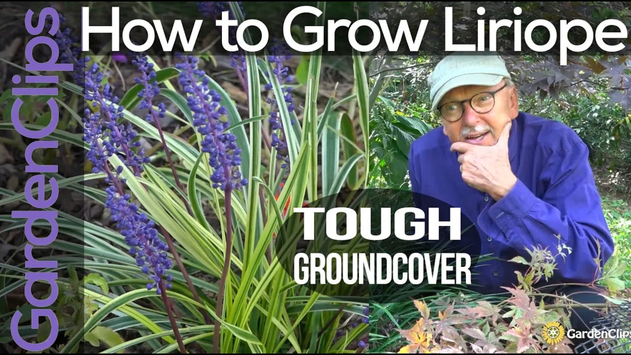 How to Grow Beautiful Liriope Muscari: The TOUGHEST Ground Cover for Your Worst Garden Spots!