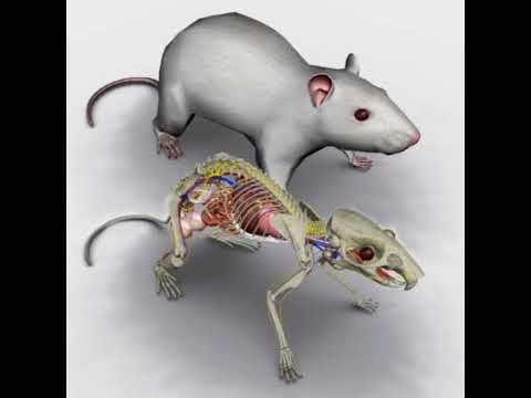 Rat Killers Pills