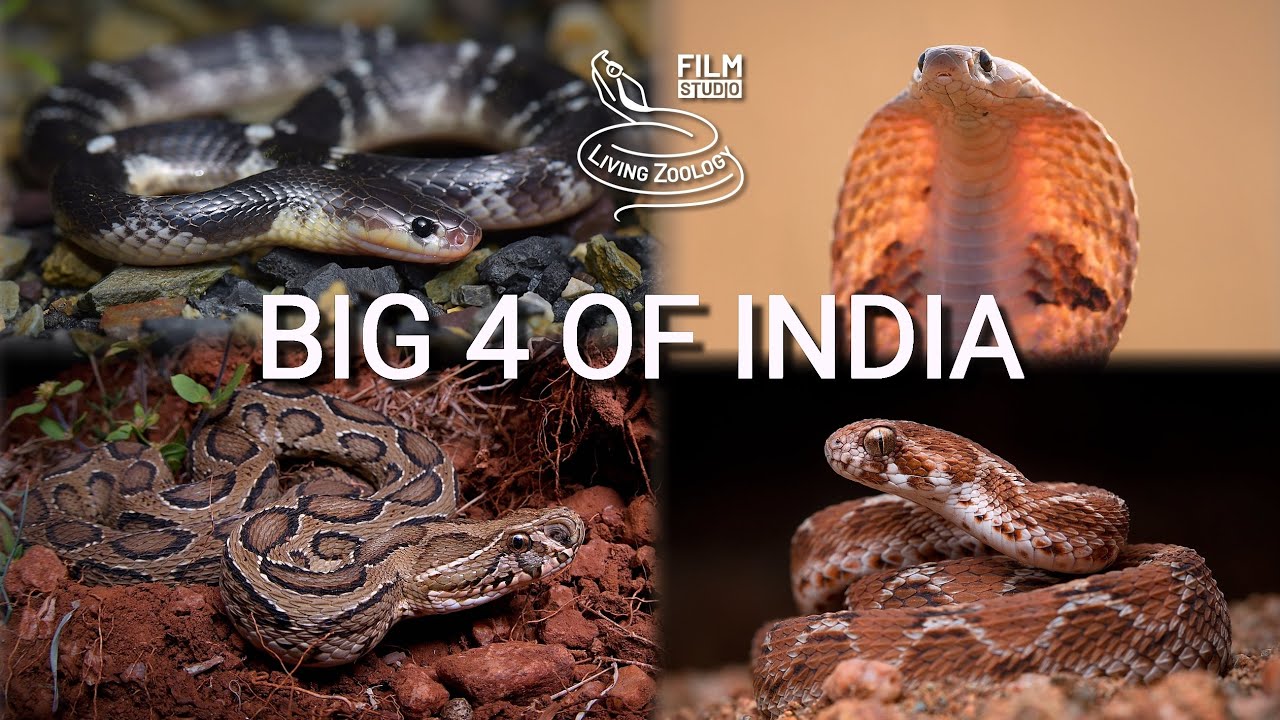 The most deadly snakes of India, venomous Big 4 - cobra, Russell's viper, krait, Saw-scaled viper