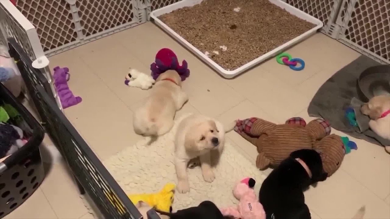 Meet Max: News Channel 8’s puppy with a purpose