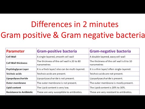 Differences between Gram positive and Gram negative bacteria | Gram positive vs Gram negative