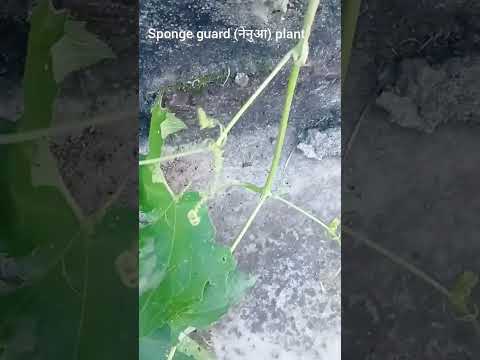 Tendril of Sponge guard plant #wonderful biology 77