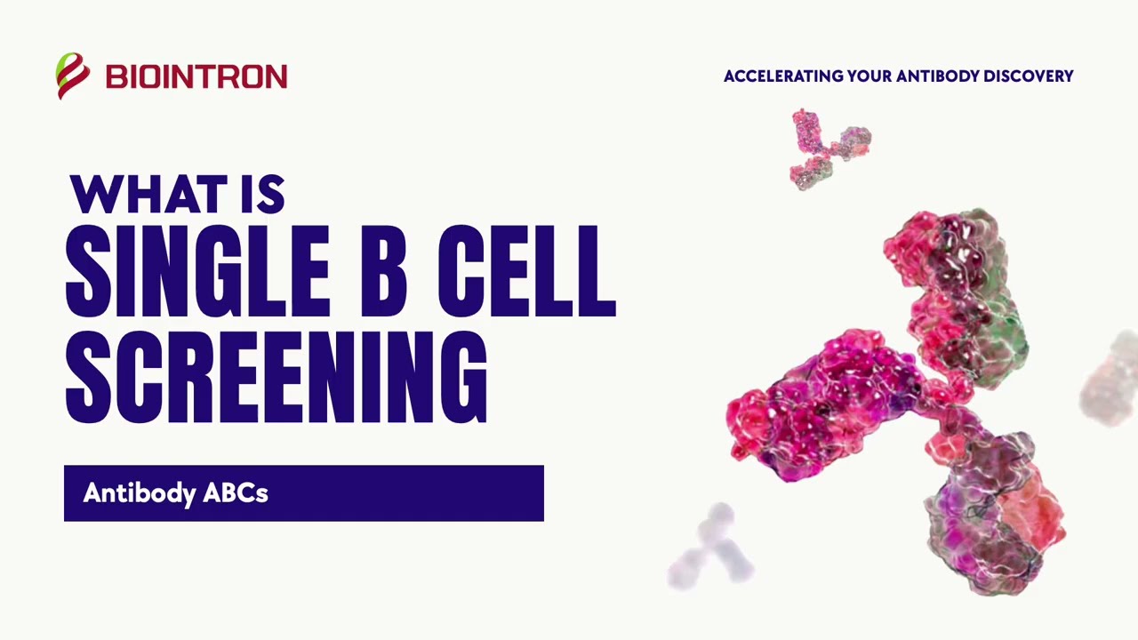 Antibody ABCs: What is Single B Cell Screening?