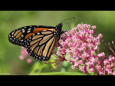 Resources – Catchfly Commons