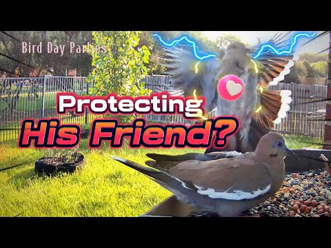 The Dove's True Friendship Test: Did He Give His Back to Shield an Attack?