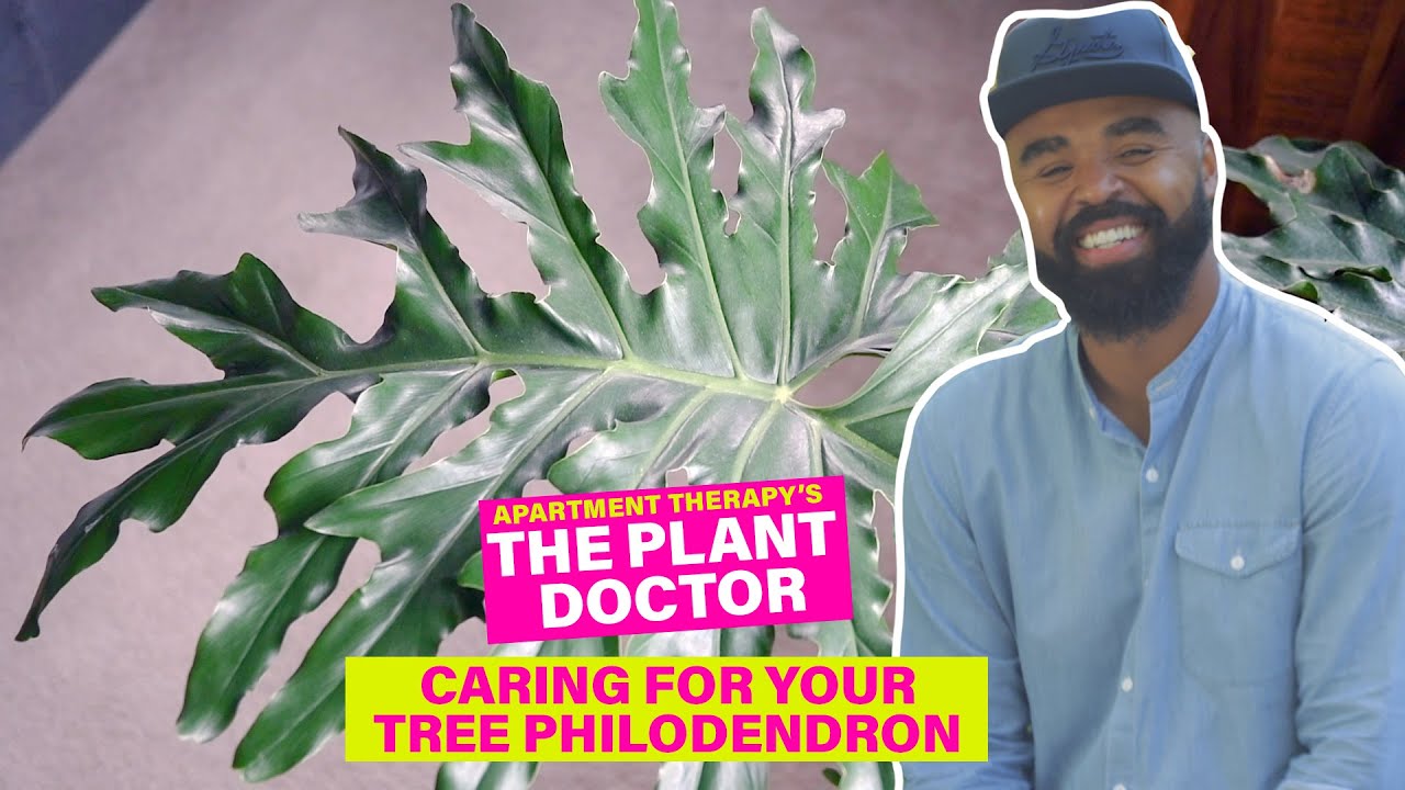 How to Care for Your Tree Philodendron | The Plant Doctor | Apartment Therapy