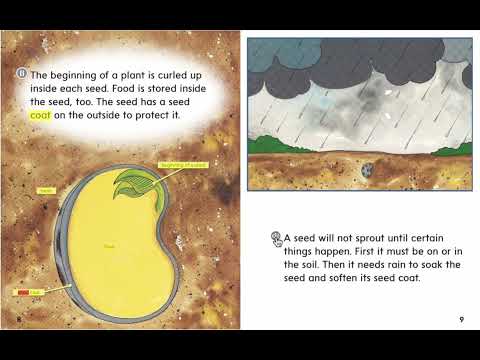 From Seed to Plant