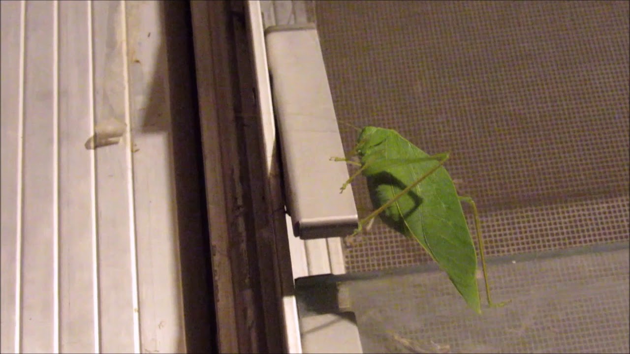 katydid sound clip