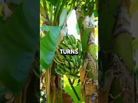 Banana Plants: The World's Largest Herb That Looks Like a Tree! #shorts
