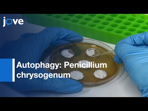 Autophagy: Penicillium-Starvation Pads Combined With Fluorescence Microscopy l Protocol Preview