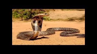 King Cobra Attacks - Full National Geographic Documentary ...