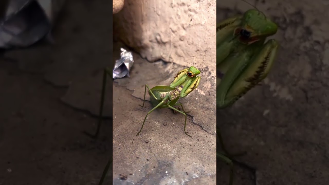 Real life kungfu#mantis🦗😲 #kung fu panda🐼♥️