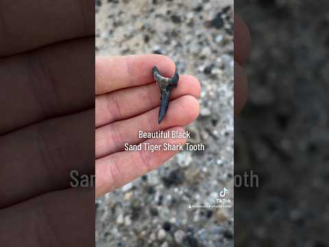 Sand Tiger Shark Tooth Found in Charleston SC! #tigershark #sharkteeth #fossilhunting #fossils