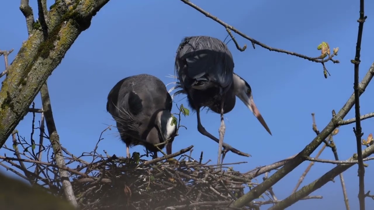 Gallery | Pigeon Point Neighborhood, West Seattle