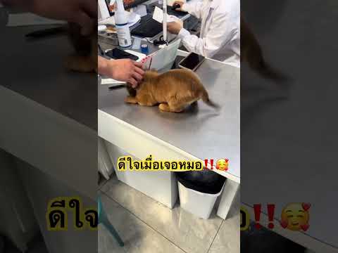 เราก็ดีดเกิ้น😂‼️🐕 #สุนัขแสนรู้ #สุนัขน่ารัก #funny