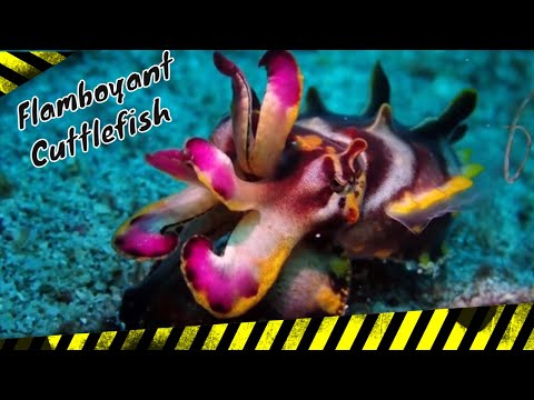 How dangerous are cuttlefish? – AnsToAll
