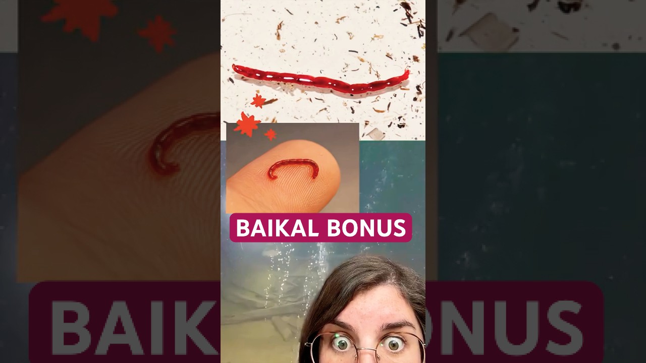 Baikal Bonus