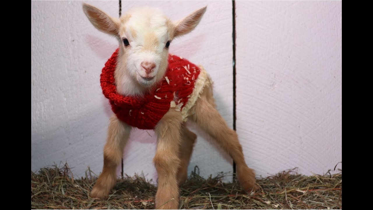 Goats in sweaters practice their hops!