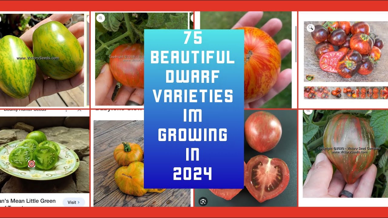 75 Amazing Dwarf Tomatoes I’m growing in 2024