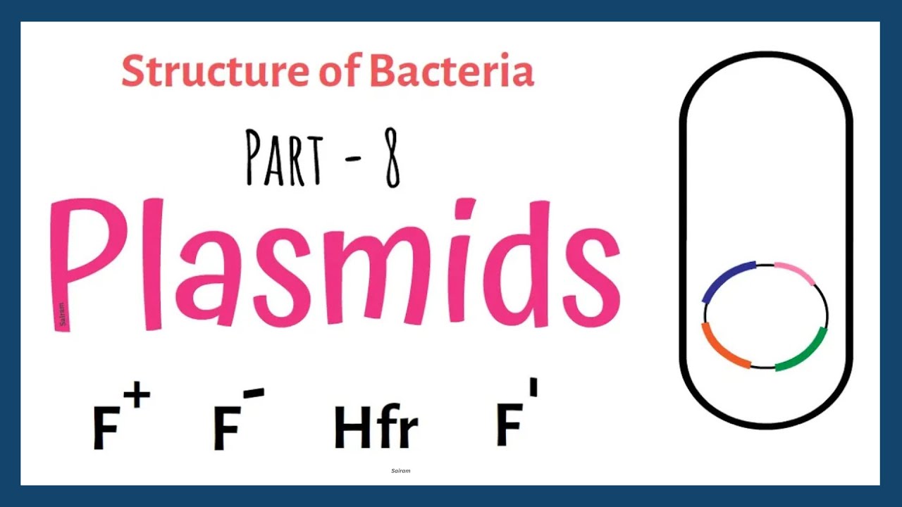 Structure of Bacteria | Part 8 | Plasmid