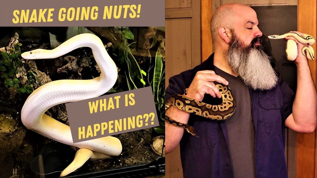 More Snake Behavior: Ball Python Acting Crazy??