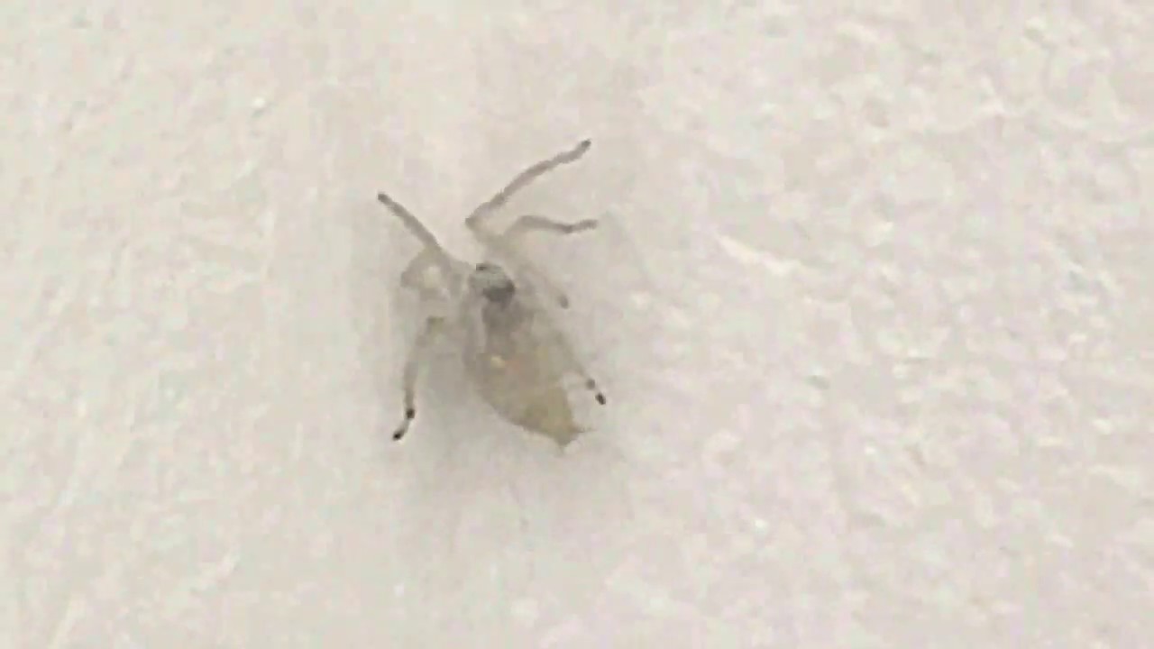 Yellow sac spider dance [Cheiracanthium building web].