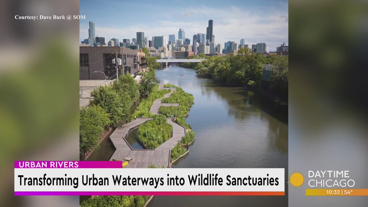 Urban Rivers: Transforming Urban Waterways into Wildlife Sanctuaries