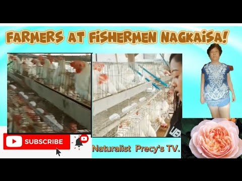 Chicken Eggs Production From Group of Farmers & Fishermen (BAHIFFA): How to Identify Fresh Eggs