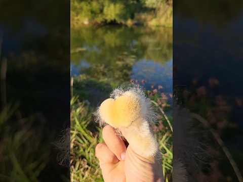 Satisfying cattail seeds#Satisfying#shorts