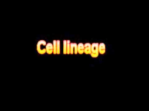 What Is The Definition Of Cell lineage Medical Dictionary Free Online