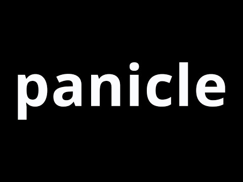 Video Word Of The Day - Panicle