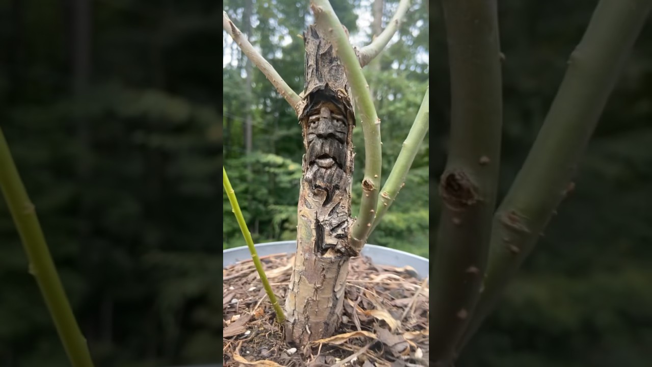 habby 1st birthday to this nameless Weeping Willow-Spirit! 🧙🏻‍♂️🎂🌳 any name suggestions?