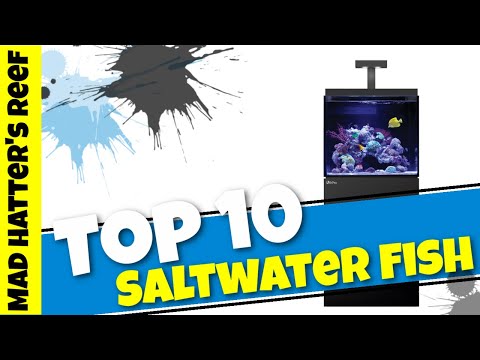 Top 10 Saltwater Fish for the Red Sea Max E 170