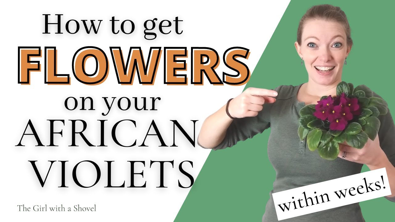 African Violets not Flowering?! Here's how to get BLOOMS!!!