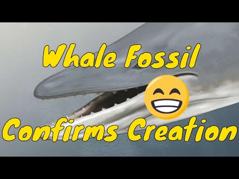 NEW Whale Fossil Harpoons Evolution: Creation + Science = TRUTH