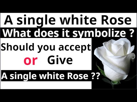 Should i accept A single White Rose ? Does A single rose represents love at first sight, ?