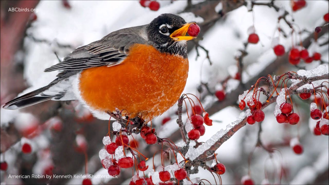 American Robin Song
