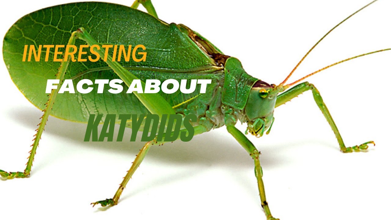 AMAZING FACTS ABOUT KATYDID'S