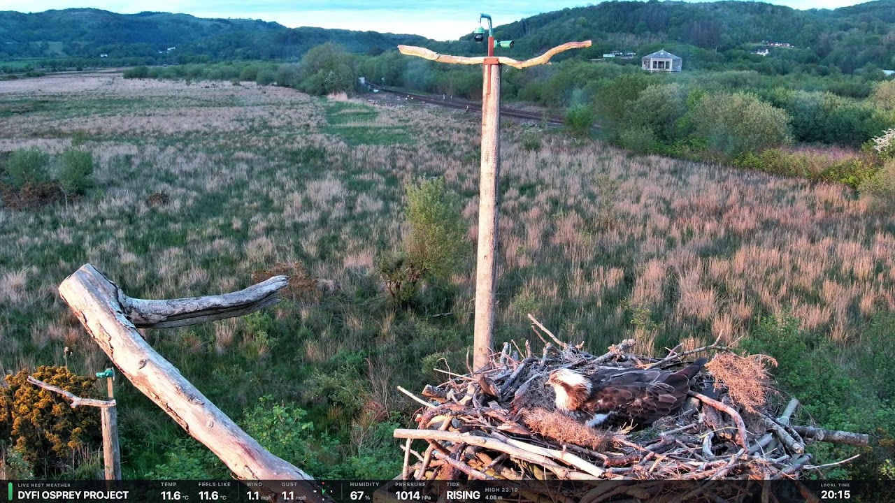 🏴󠁧󠁢󠁷󠁬󠁳󠁿 DYFI OSPREY PROJECT 2026: Live Streaming in 4K 🏴󠁧󠁢󠁷󠁬󠁳󠁿