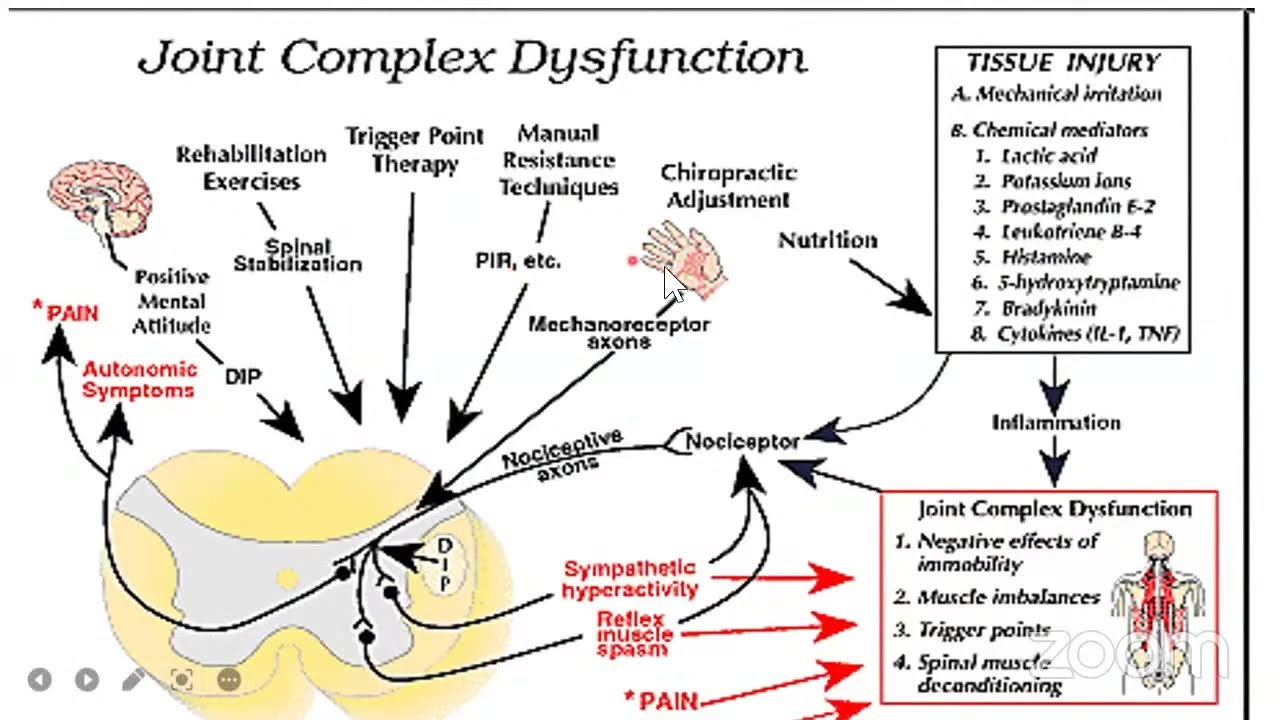 MUSCULOSKELETAL KEY TO KNEE PAIN